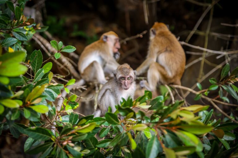 Ultimate Guide To The Sacred Monkey Forest Sanctuary In Ubud