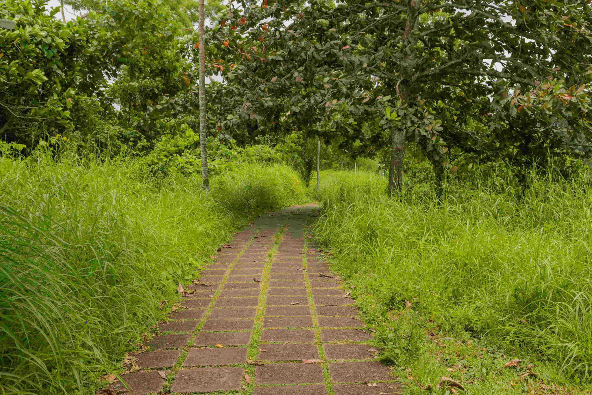 The Complete Guide To The Beautiful Campuhan Ridge Walk Trail