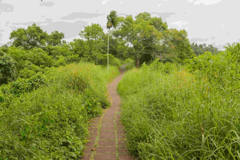 The Complete Guide To The Beautiful Campuhan Ridge Walk Trail