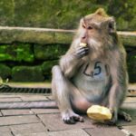 Ultimate Guide To The Sacred Monkey Forest Sanctuary In Ubud