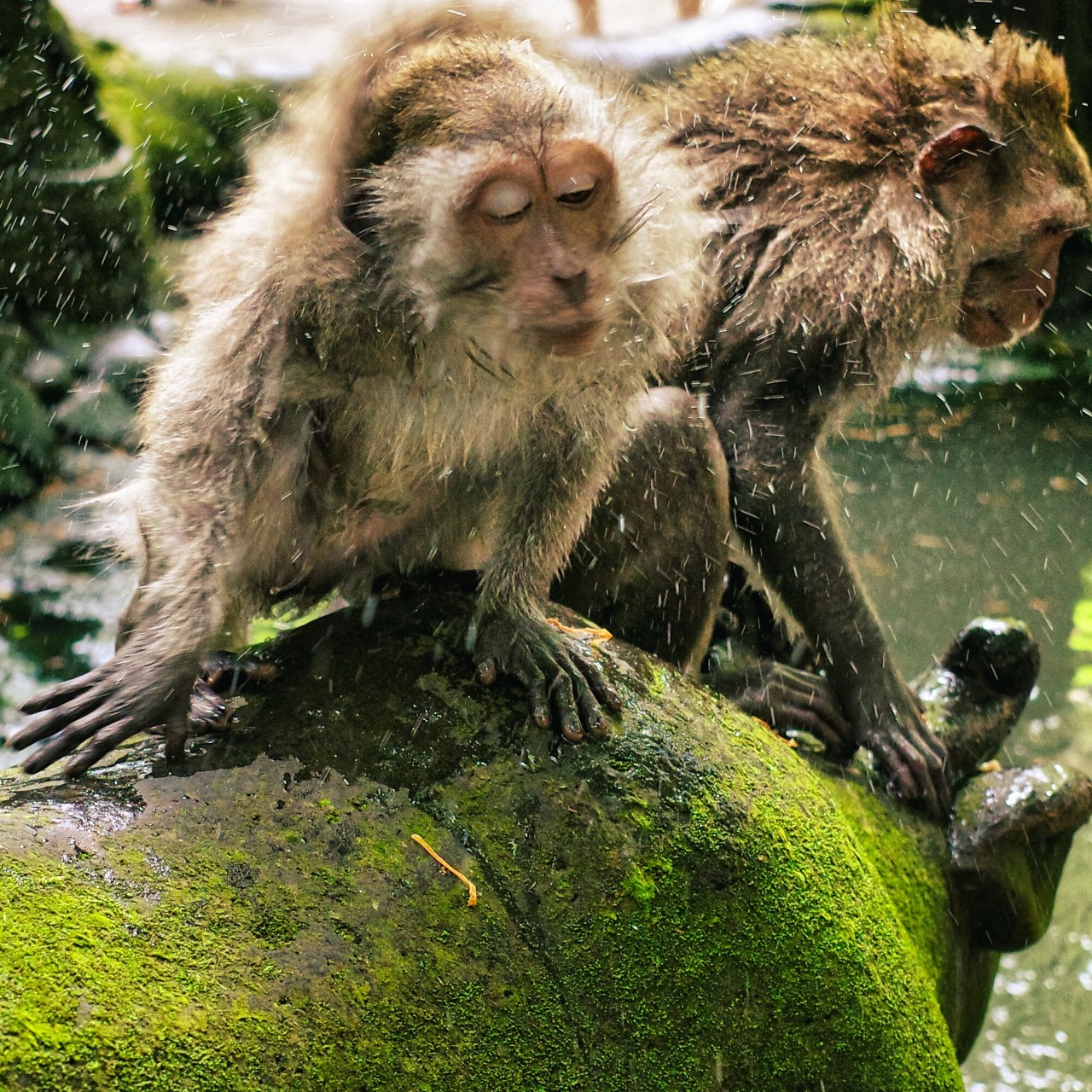 Ultimate Guide To The Sacred Monkey Forest Sanctuary In Ubud ultimate-guide-to-the-sacred-monkey-forest-sanctuary-in-ubud