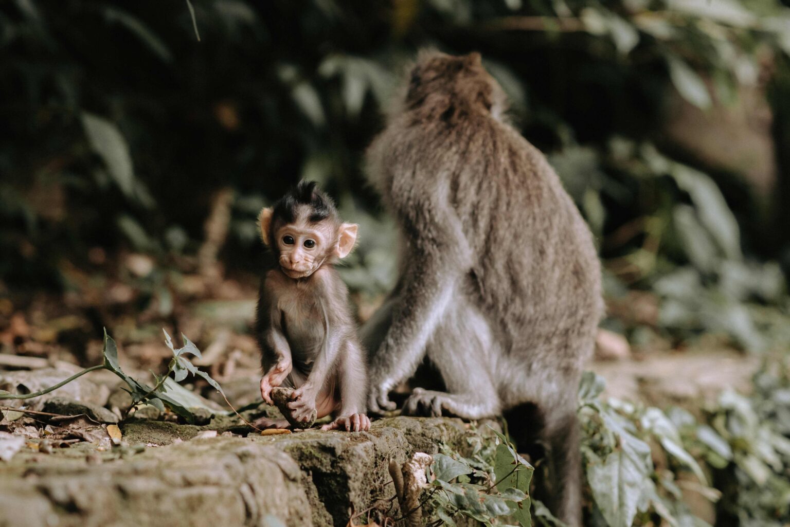Ultimate Guide To The Sacred Monkey Forest Sanctuary In Ubud