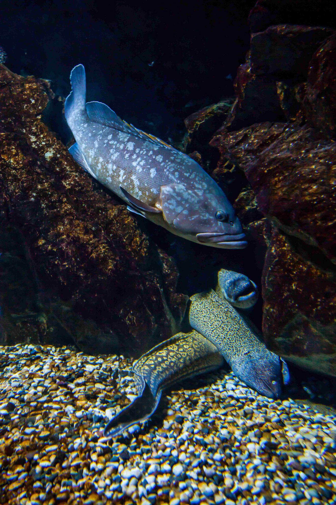 Fishing In Bali: The Ultimate Guide To Indonesia's Best Fishing