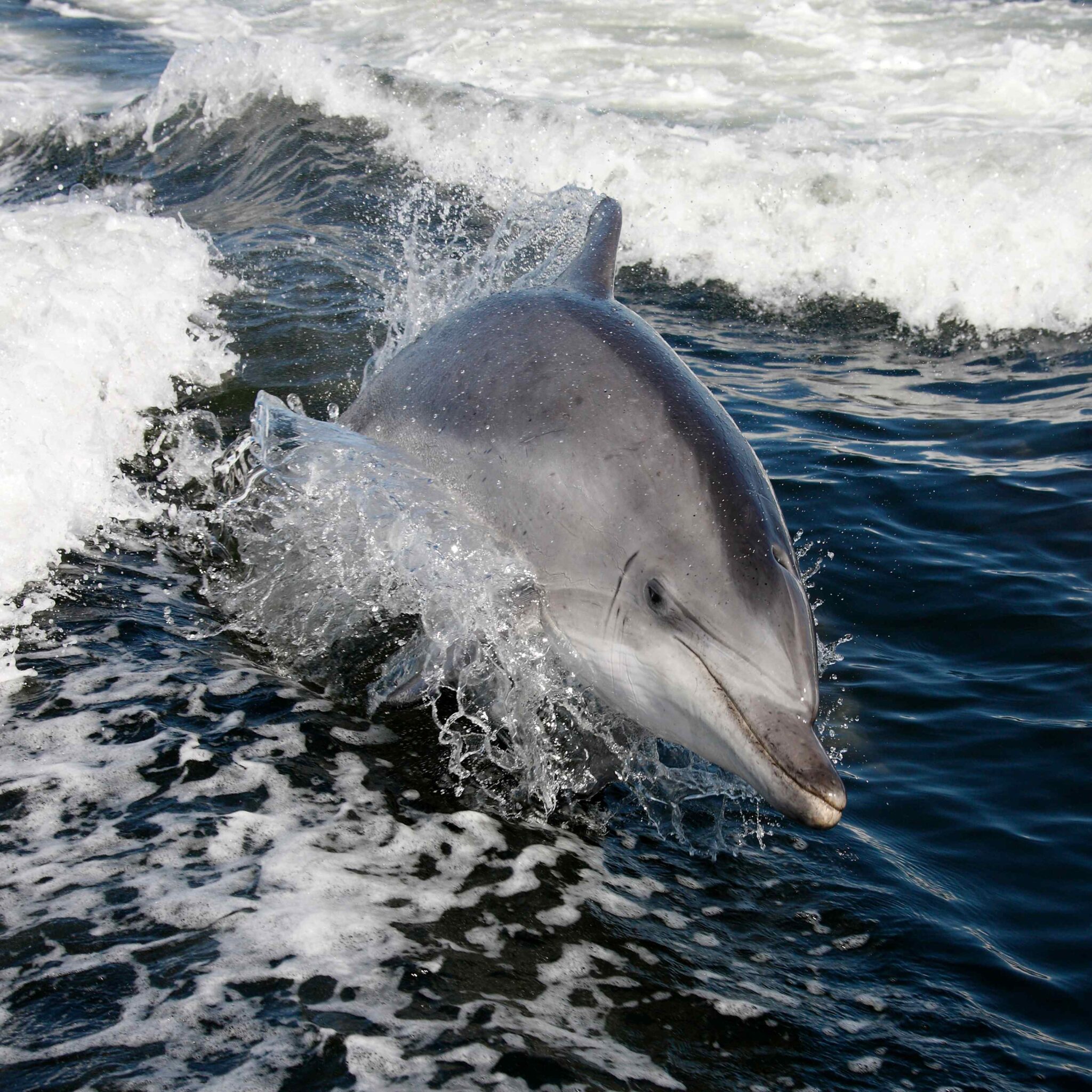 Discover the Best Experiences with Dolphins Bali: Swim & Interact
