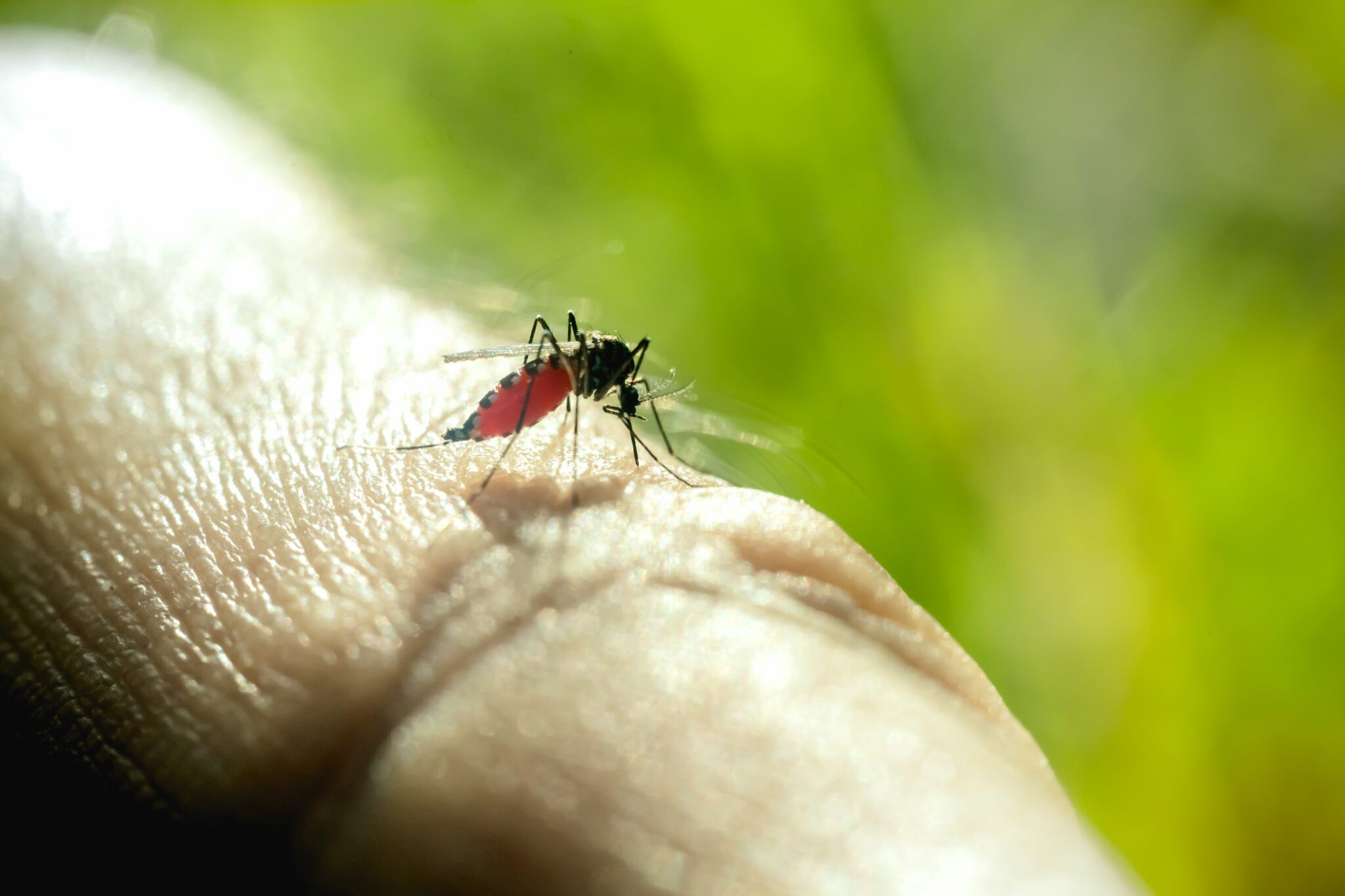 Bugs In Bali: Your Guide To Creepy Crawlies On The Island