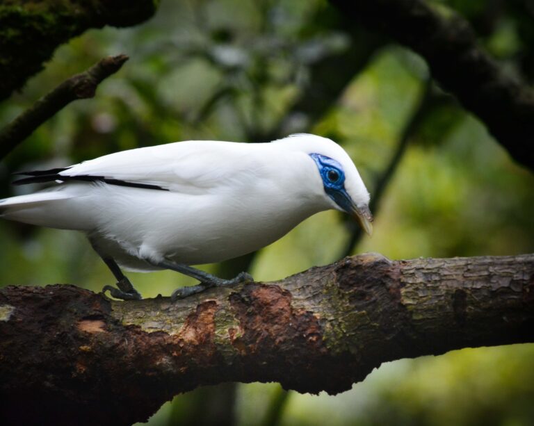 Animals In Bali: Your Guide To All The Animals And Their Natural ...