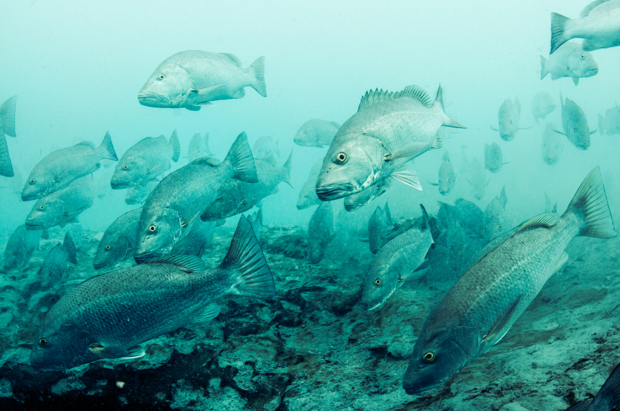 Fishing In Bali: The Ultimate Guide To Indonesia's Best Fishing