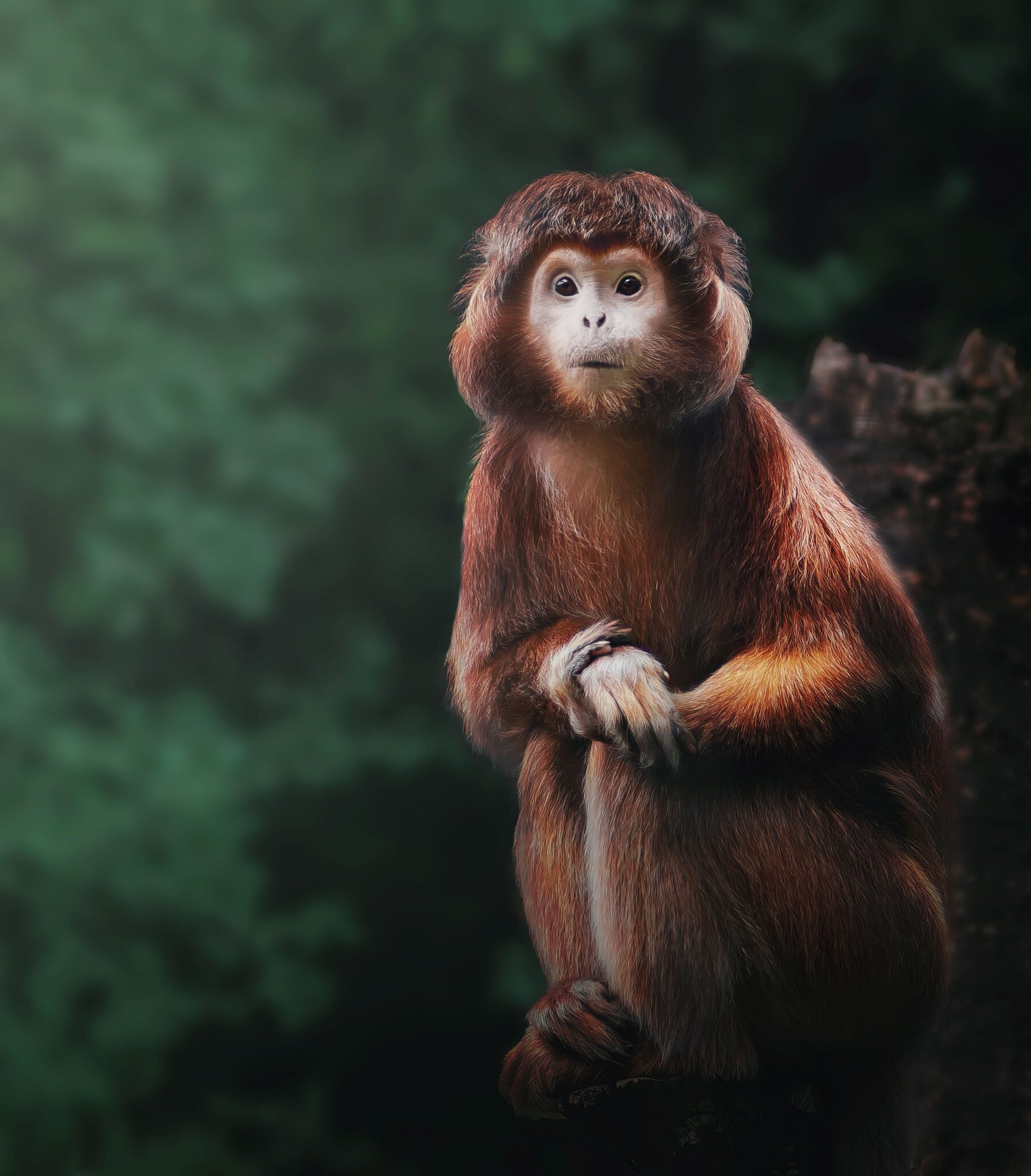 Monkeys In Bali: Where To Meet Them, How To Treat Them, & More