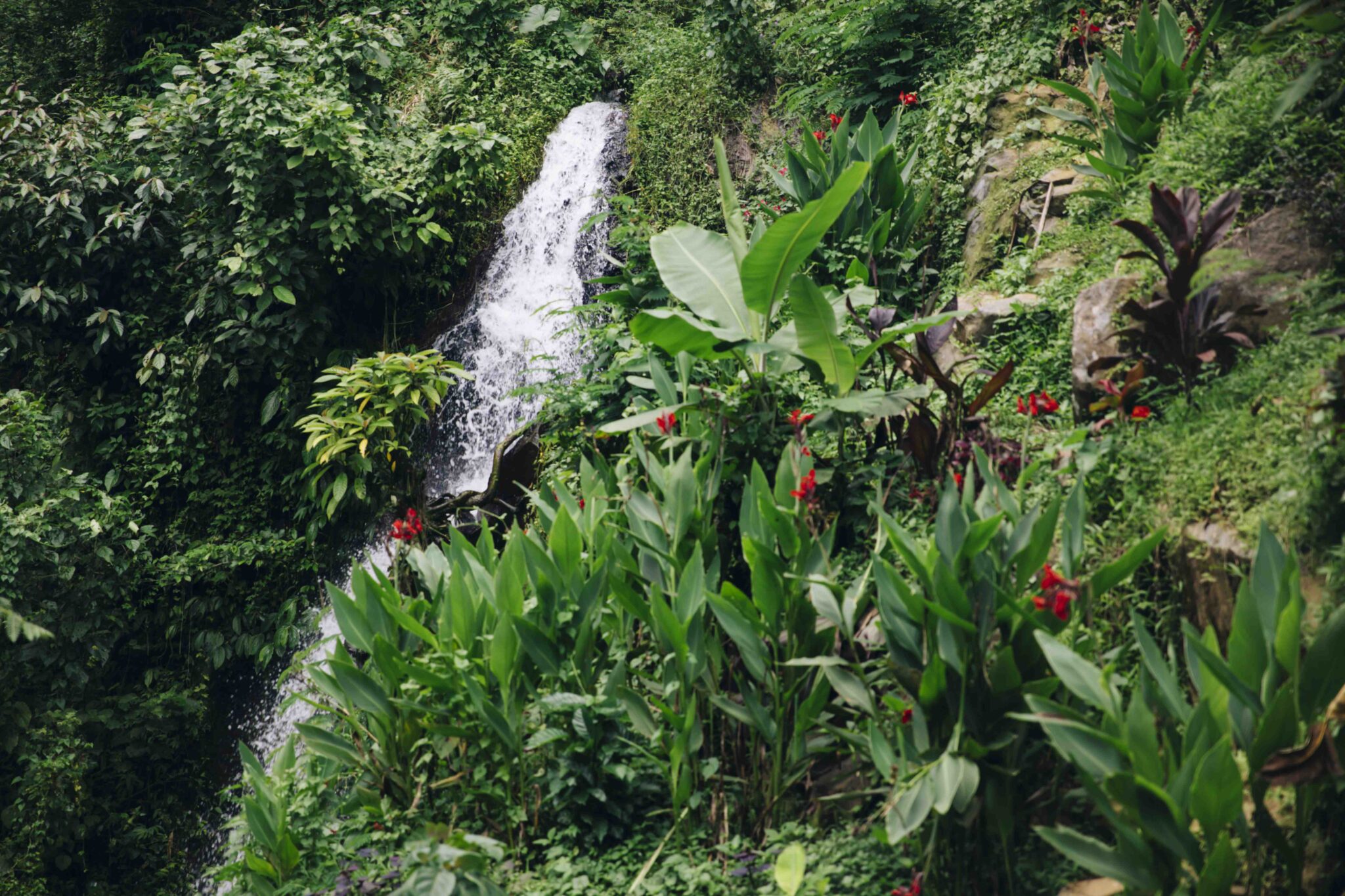 Gitgit Waterfall: A Complete Guide To Help You Visit Gitgit Waterfall