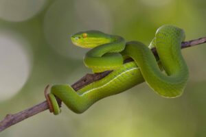 Animals In Bali: Your Guide To All The Animals And Their Natural ...