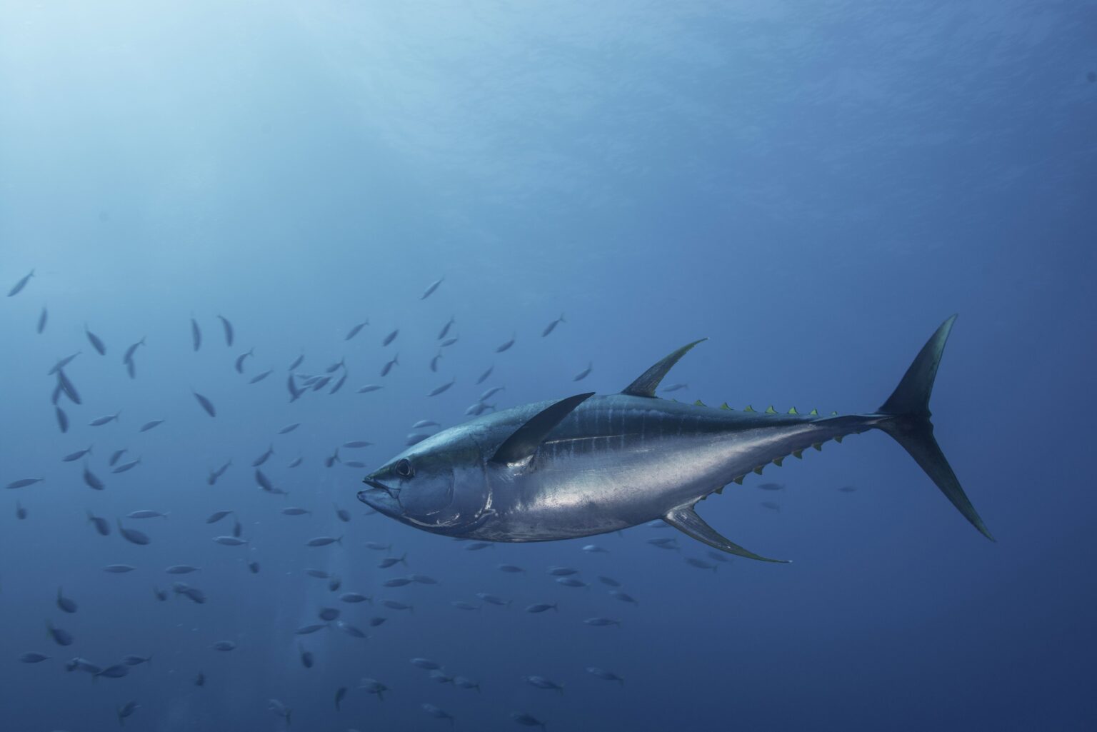 Fishing In Bali: The Ultimate Guide To Indonesia's Best Fishing