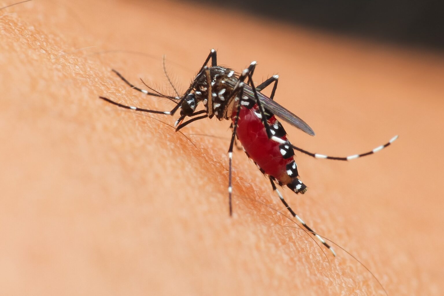 All You Need To Know About Mosquitos In Bali, Dengue Fever & Malaria