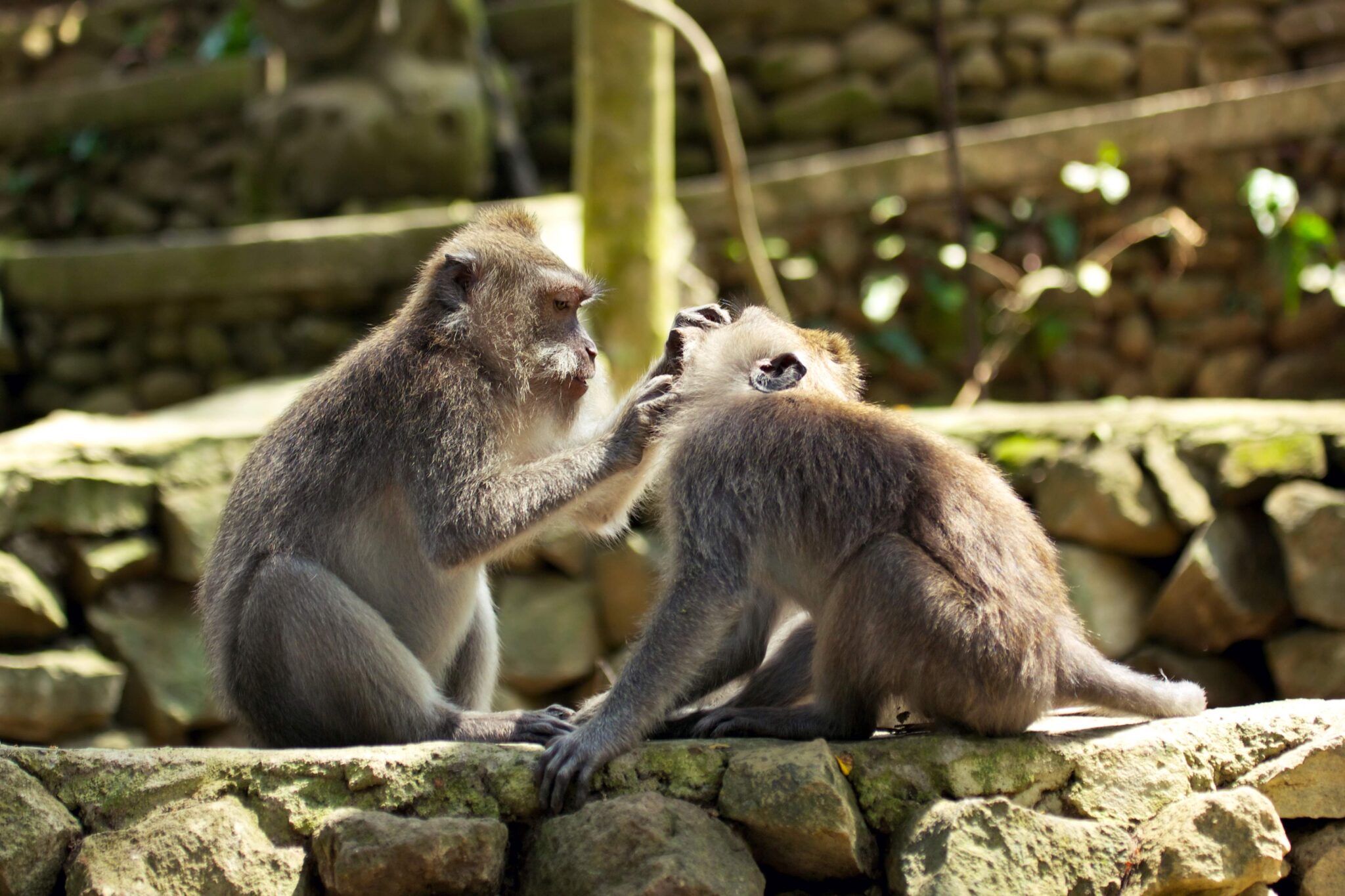 Monkeys In Bali: Where To Meet Them, How To Treat Them, & More