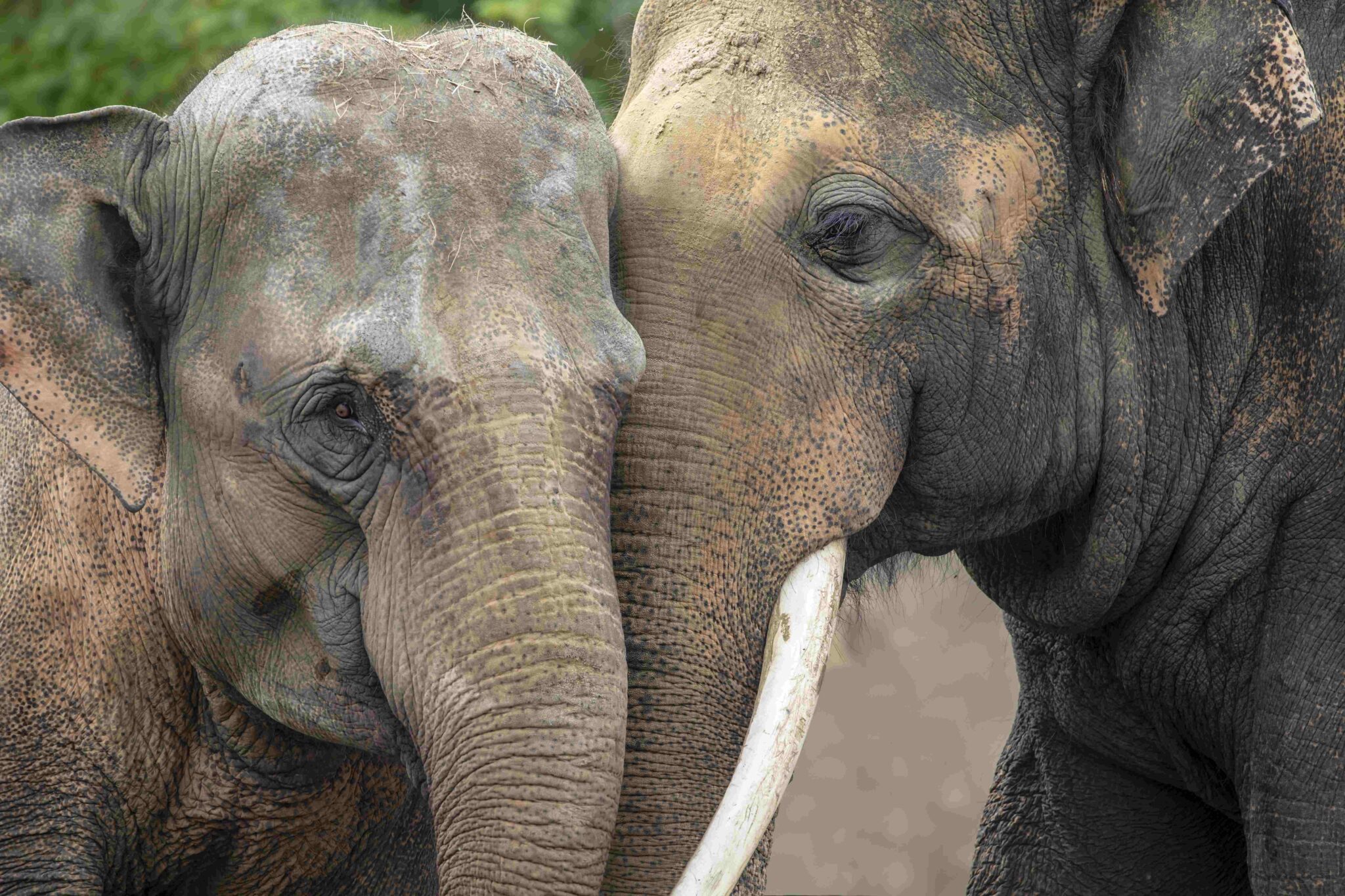 Bali Elephant Rides & Sanctuary: Your Ethical Guide To Elephants in Bali
