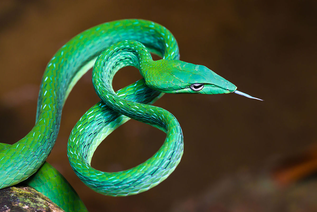 The Ultimate Guide To Snakes In Bali: Venomous Snakes, Sea Snakes and More