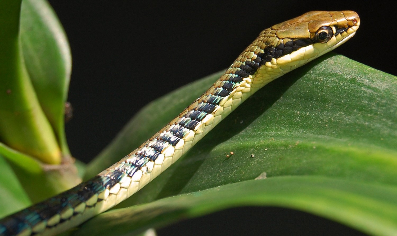 The Ultimate Guide To Snakes In Bali: Venomous Snakes, Sea Snakes and More