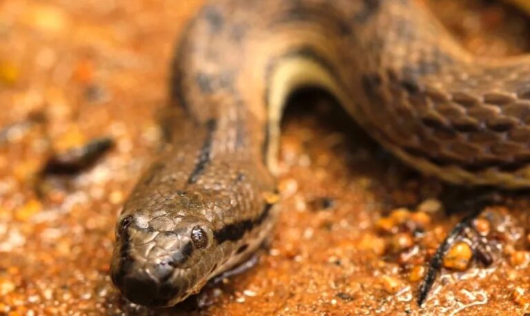 The Ultimate Guide To Snakes In Bali: Venomous Snakes, Sea Snakes and More