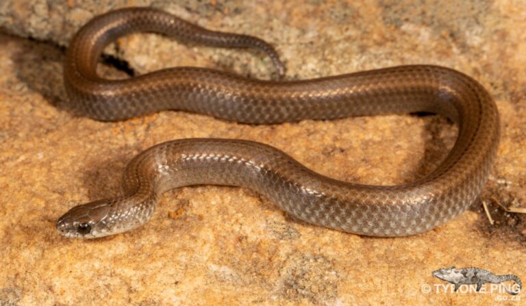 The Ultimate Guide To Snakes In Bali: Venomous Snakes, Sea Snakes and More