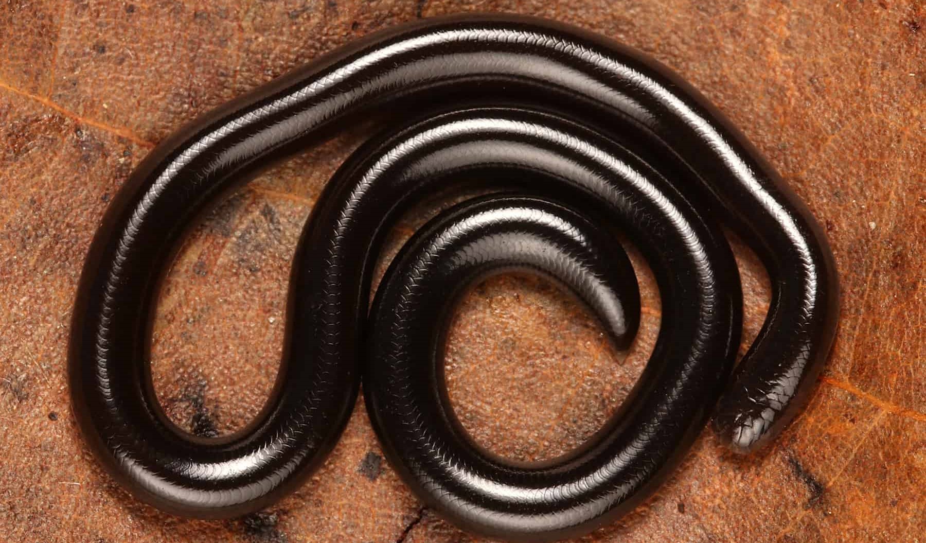 The Ultimate Guide To Snakes In Bali: Venomous Snakes, Sea Snakes and More