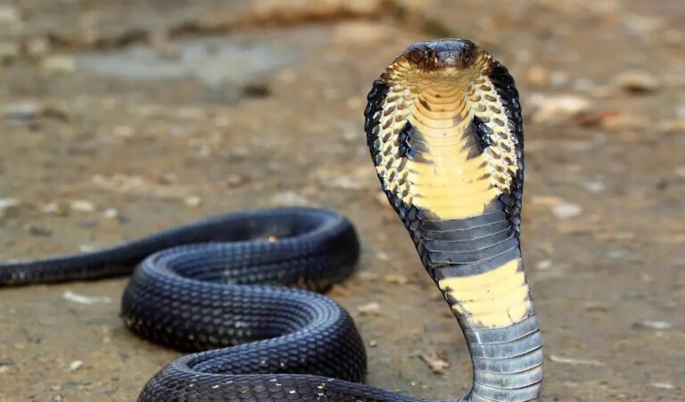 The Ultimate Guide To Snakes In Bali: Venomous Snakes, Sea Snakes and More