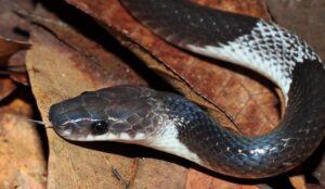 The Ultimate Guide To Snakes In Bali: Venomous Snakes, Sea Snakes and More