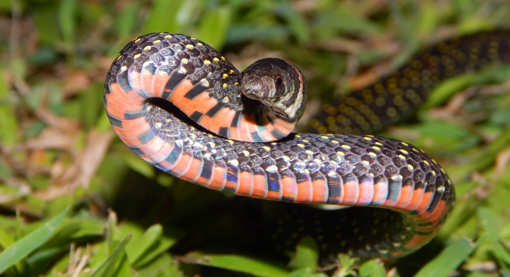 The Ultimate Guide To Snakes In Bali: Venomous Snakes, Sea Snakes and More