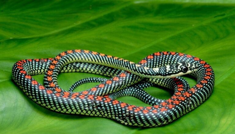 The Ultimate Guide To Snakes In Bali: Venomous Snakes, Sea Snakes and More