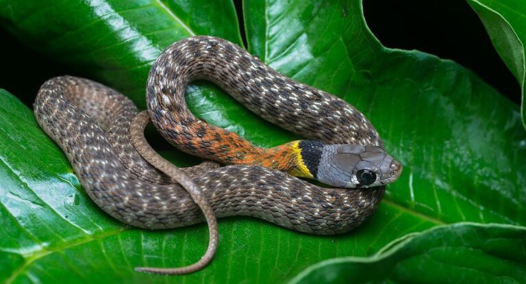 The Ultimate Guide To Snakes In Bali: Venomous Snakes, Sea Snakes and More