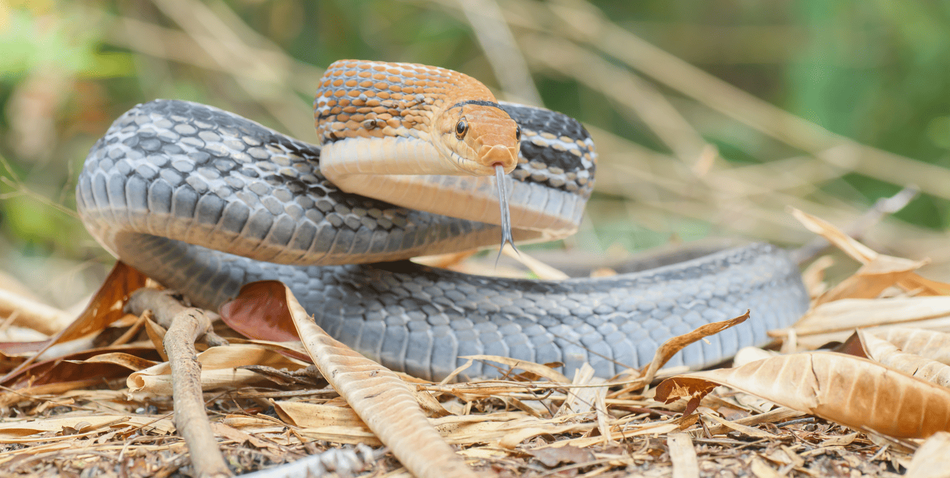 The Ultimate Guide To Snakes In Bali: Venomous Snakes, Sea Snakes and More
