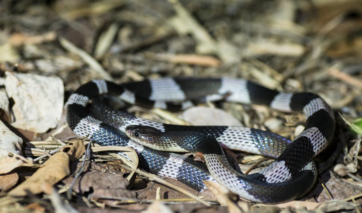 The Ultimate Guide To Snakes In Bali: Venomous Snakes, Sea Snakes and More