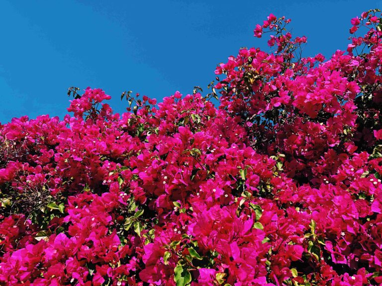 12 Common Plants In Bali: Guide To Traditional Balinese Flowers