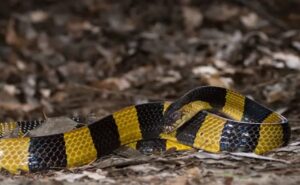 The Ultimate Guide To Snakes In Bali: Venomous Snakes, Sea Snakes and More