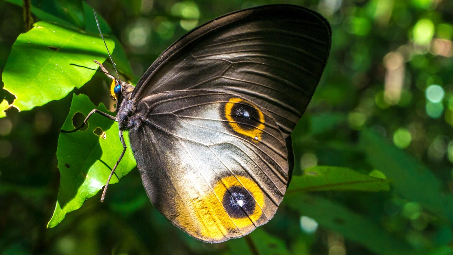 Bali Butterfly Park: Your Guide To The Two Butterfly Parks On The ...