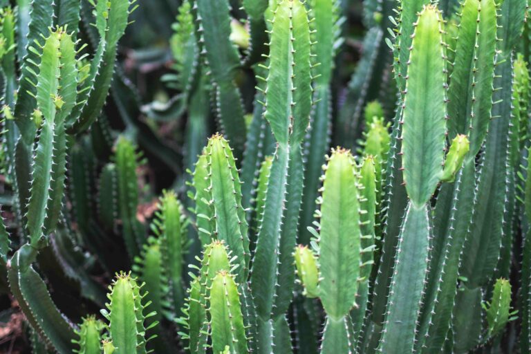 12 Common Plants In Bali: Guide To Traditional Balinese Flowers