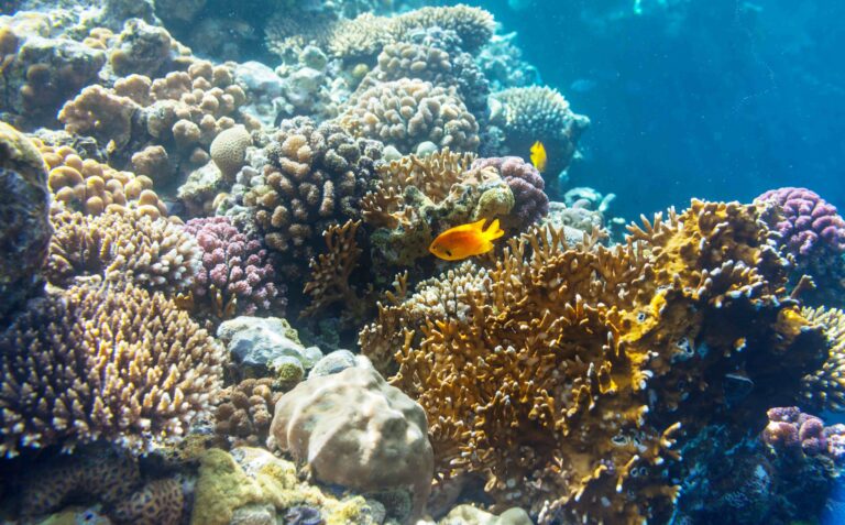 Corals In Bali: The Best Coral Reefs And Marine Life On The Island