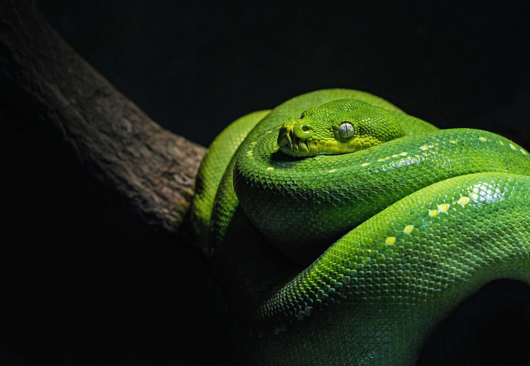 The Ultimate Guide To Snakes In Bali: Venomous Snakes, Sea Snakes and More