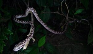The Ultimate Guide To Snakes In Bali: Venomous Snakes, Sea Snakes and More