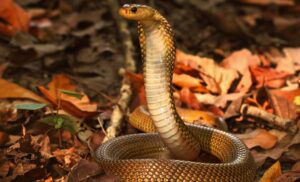 The Ultimate Guide To Snakes In Bali: Venomous Snakes, Sea Snakes and More