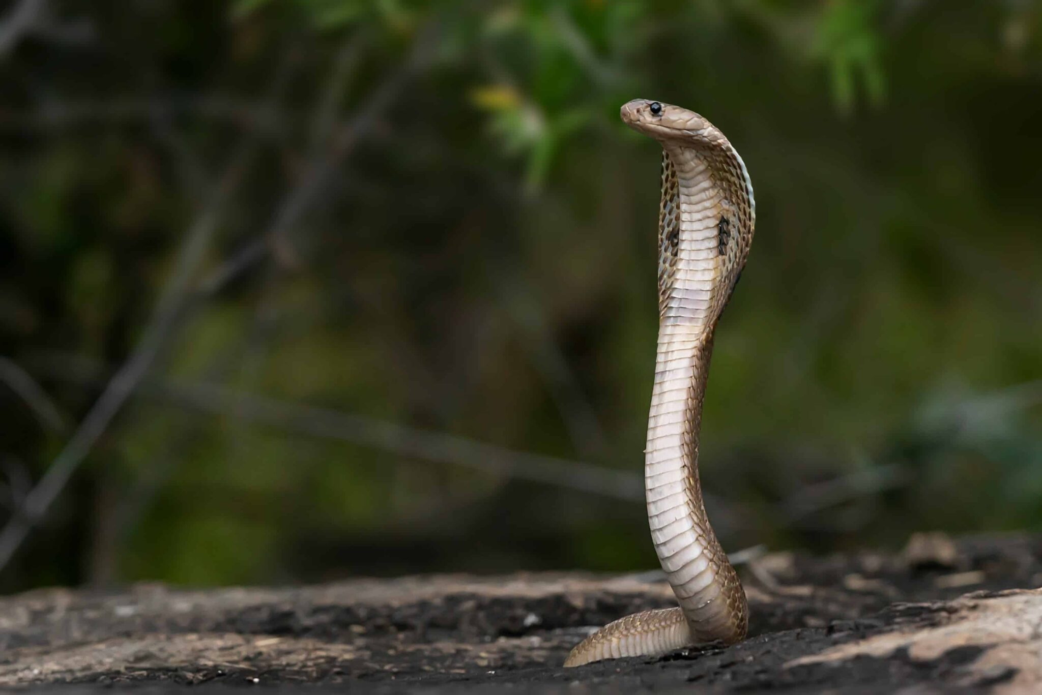 The Ultimate Guide To Snakes In Bali: Venomous Snakes, Sea Snakes and More