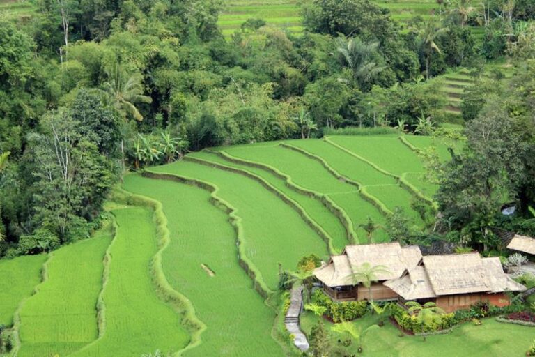 34 Best Rice Terraces, Bali: The Most Beautiful Rice Fields In Bali