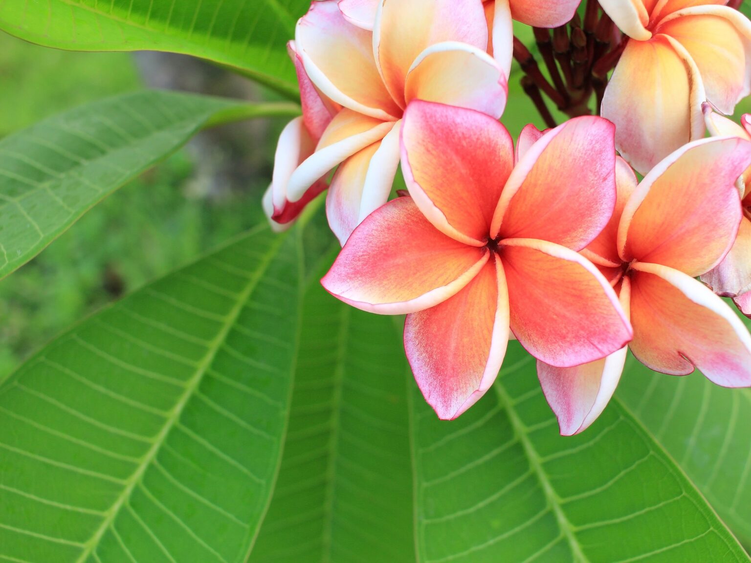 12 Common Plants In Bali: Guide To Traditional Balinese Flowers