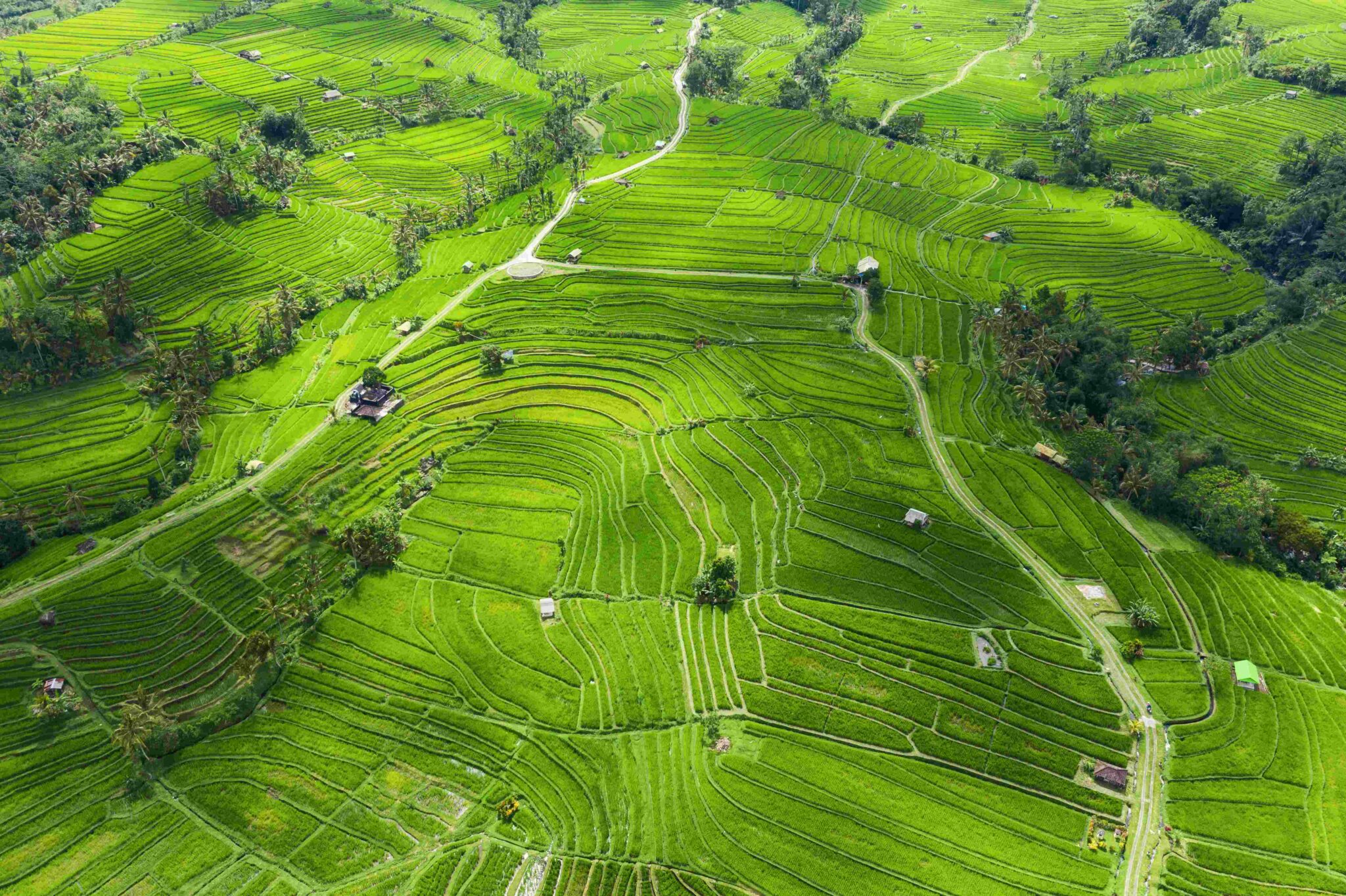 The Subak System In Bali: Bali's Only UNESCO World Heritage Site