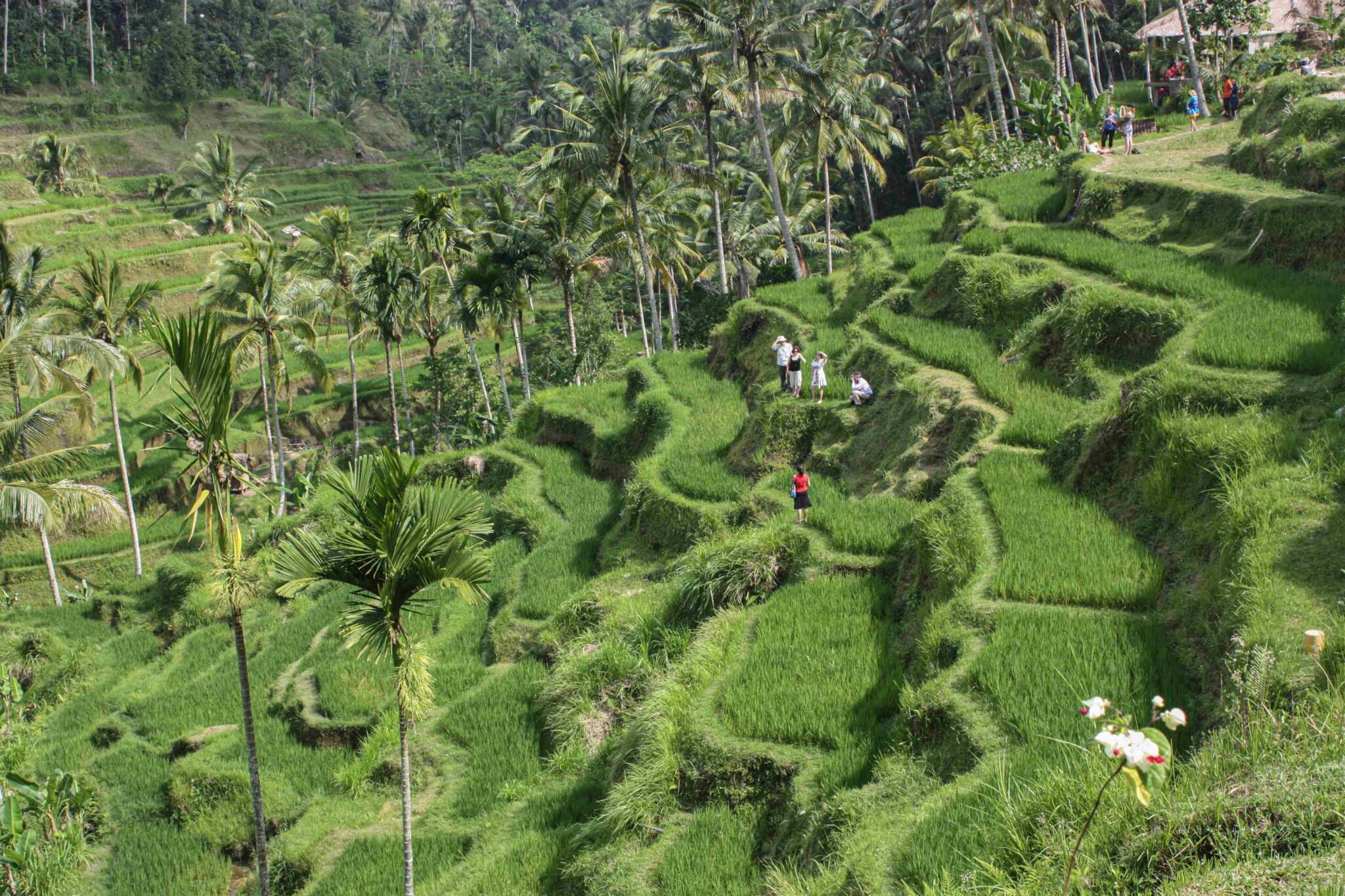 Bali Vs Vietnam: A Small Island Or A Big Nation?