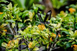 12 Common Plants In Bali: Guide To Traditional Balinese Flowers
