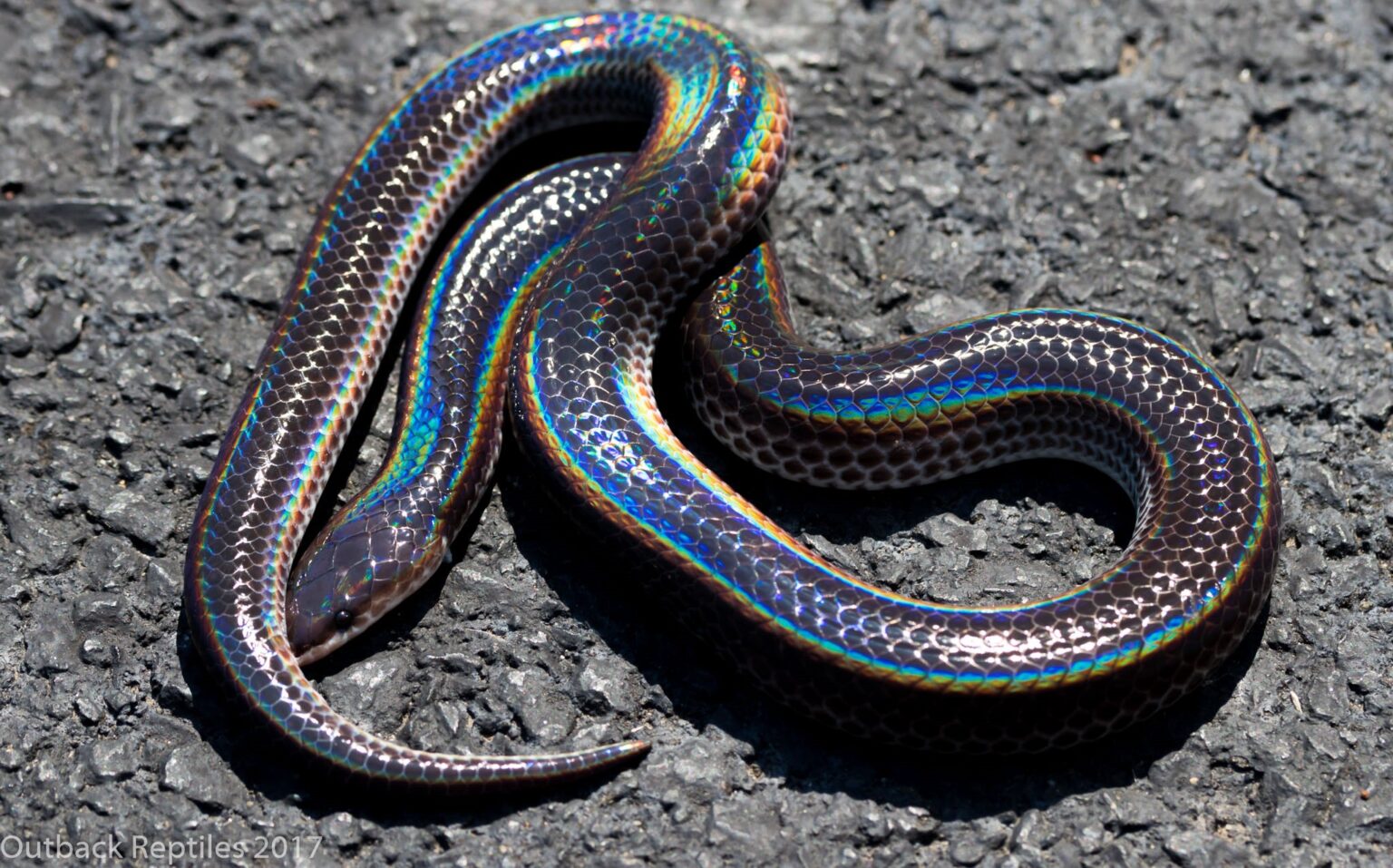 The Ultimate Guide To Snakes In Bali: Venomous Snakes, Sea Snakes and More