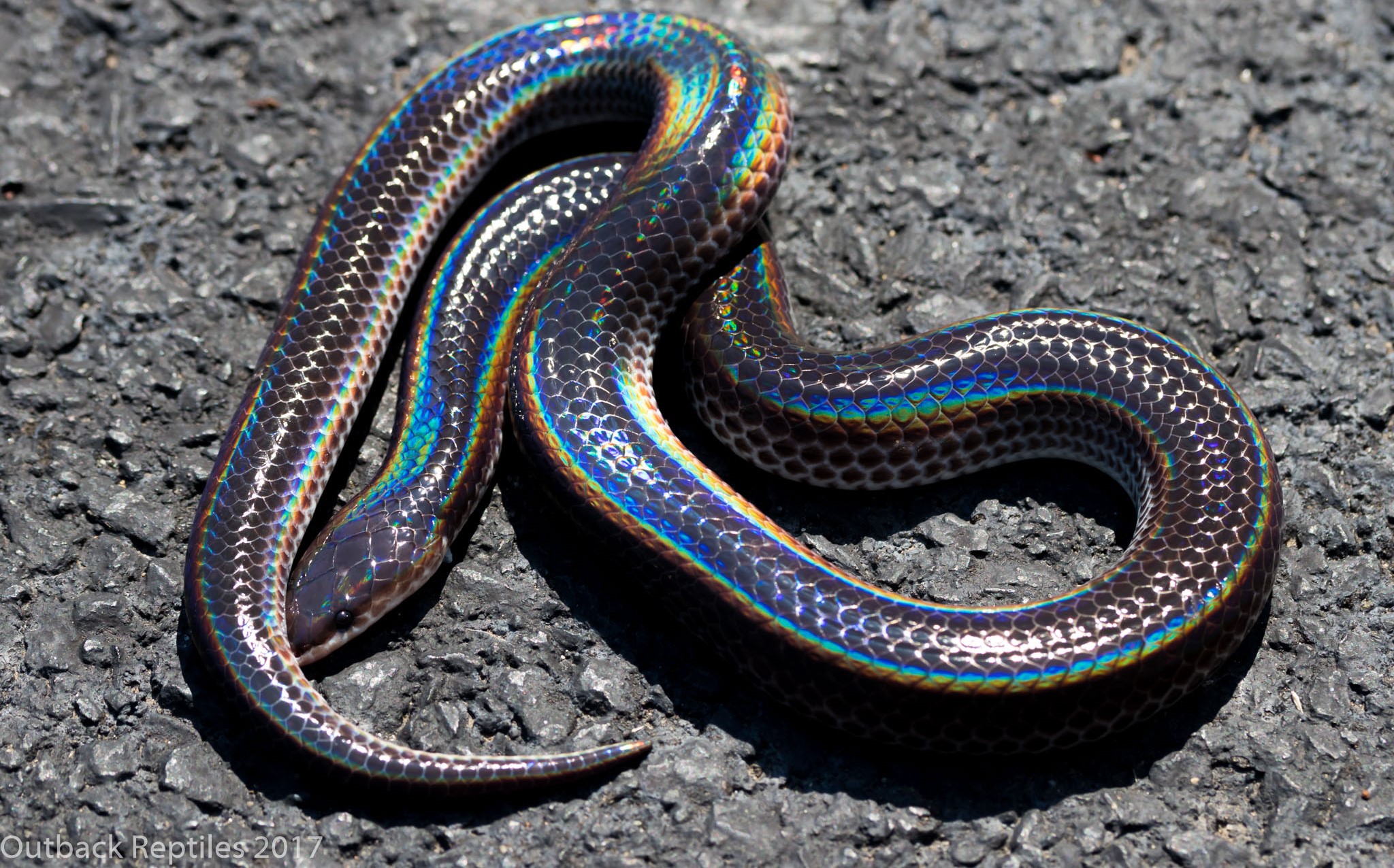 The Ultimate Guide To Snakes In Bali: Venomous Snakes, Sea Snakes and More