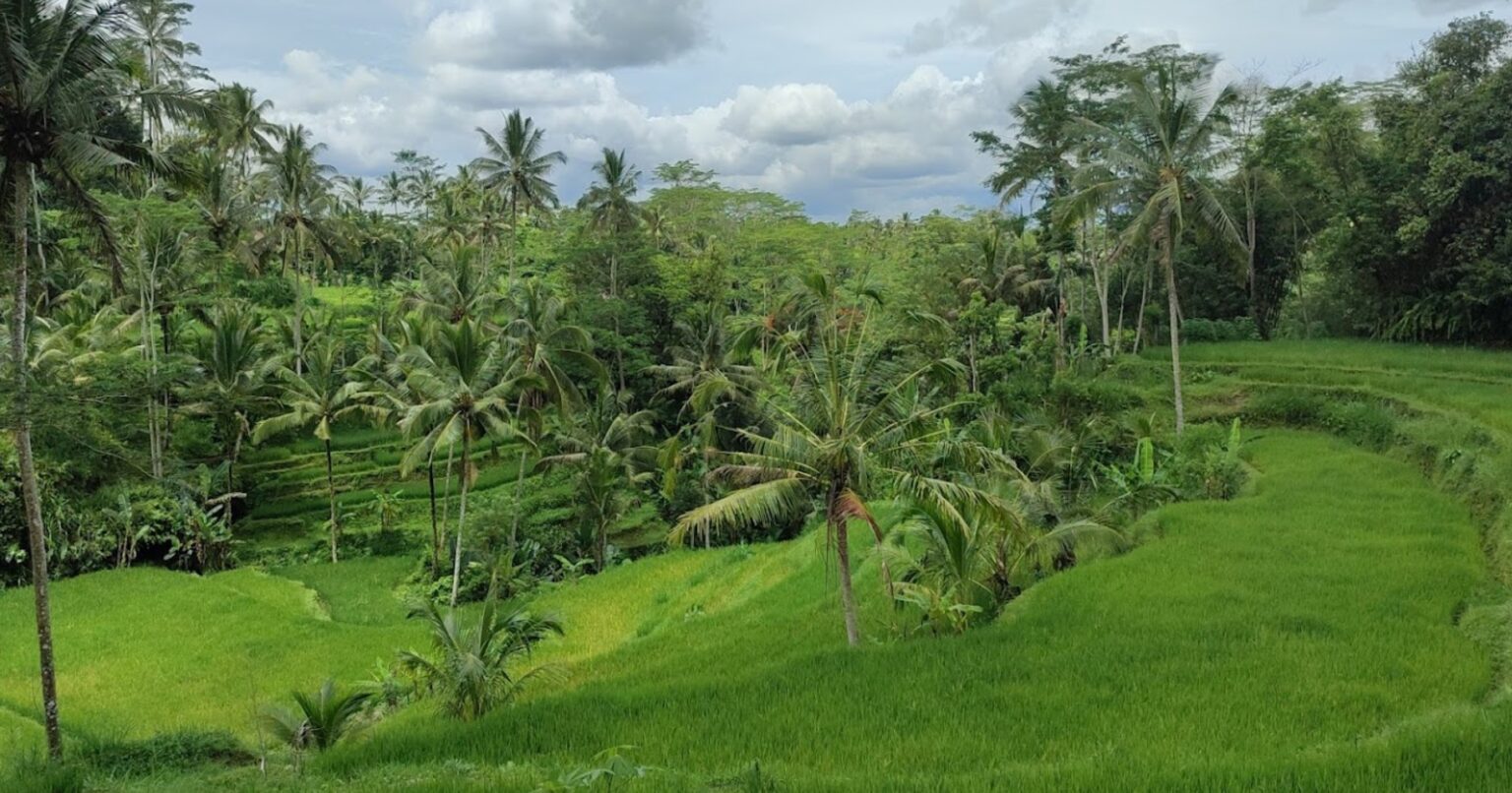 34 Best Rice Terraces, Bali: The Most Beautiful Rice Fields In Bali
