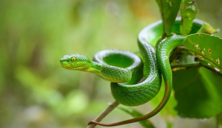 The Ultimate Guide To Snakes In Bali: Venomous Snakes, Sea Snakes and More