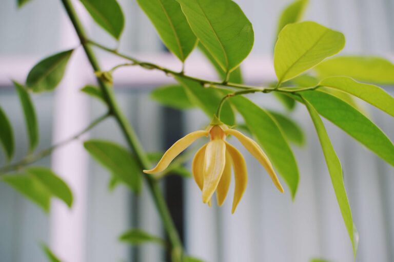 12 Common Plants In Bali: Guide To Traditional Balinese Flowers