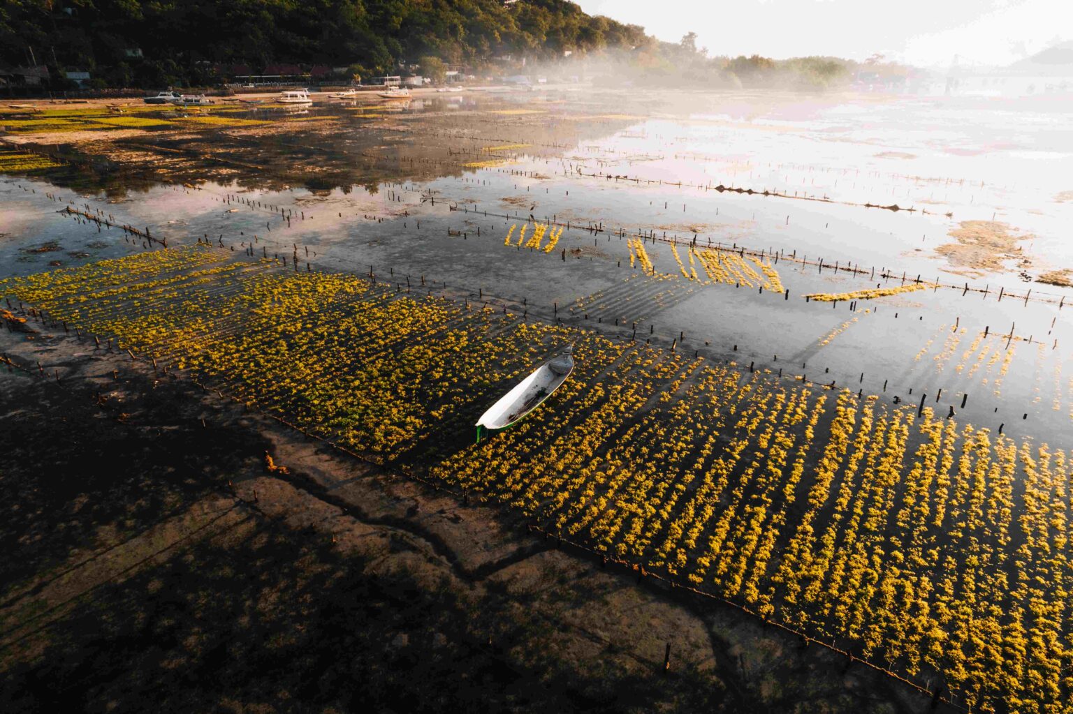 Seaweed Farming Bali: Will Farms Survive The Return Of Tourism?